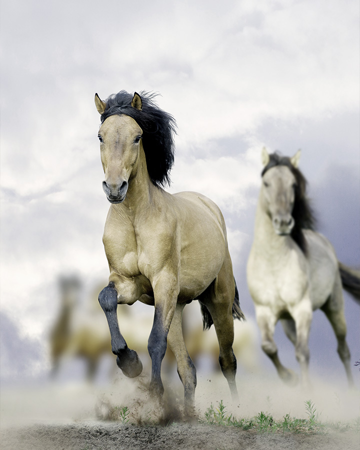 DERYK BAUMGÄRTNER PHOTOGRAPHYTHE GLOW OF WILD LIFE | DERYK BAUMGÄRTNER ...