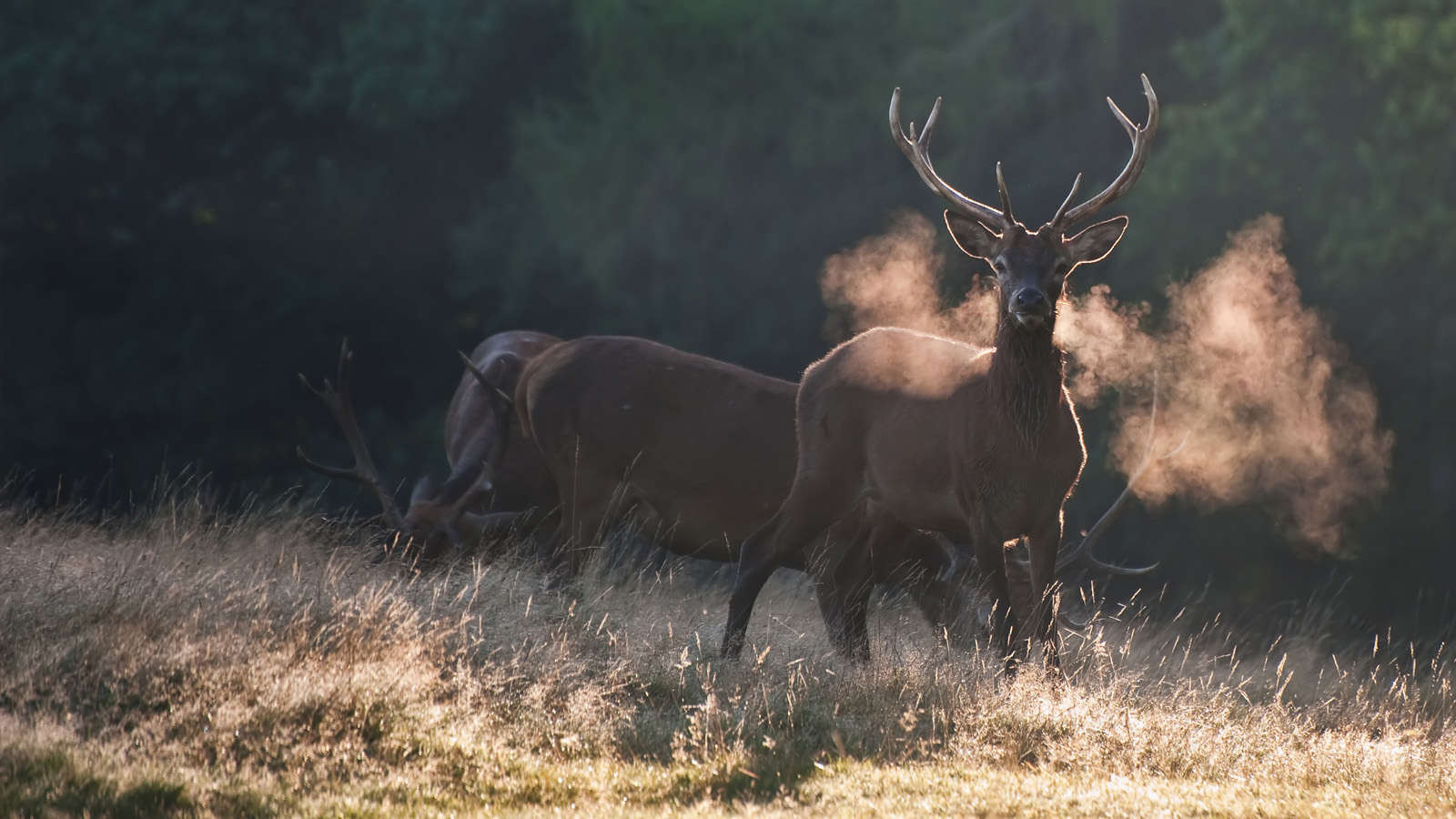 DERYK BAUMGÄRTNER PHOTOGRAPHYREAL WILD LIFE OVER THE BLEAK PLACE ...