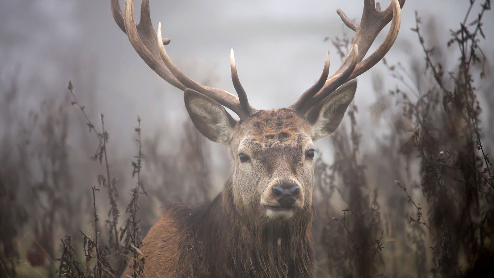 DERYK BAUMGÄRTNER PHOTOGRAPHYREAL WILD LIFE OVER THE BLEAK PLACE ...