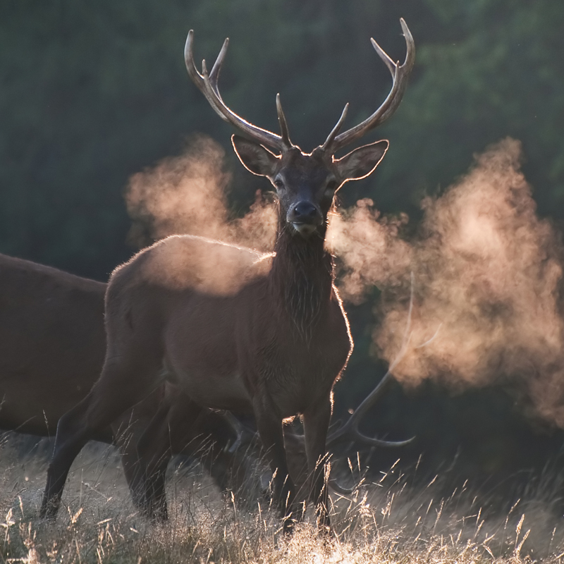 DERYK BAUMGÄRTNER PHOTOGRAPHYREAL WILD LIFE OVER THE BLEAK PLACE ...